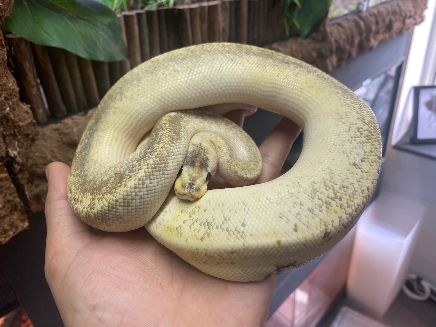 Champagne Cinnamon Firefly Ball Python by MJ’s Pythons - MorphMarket