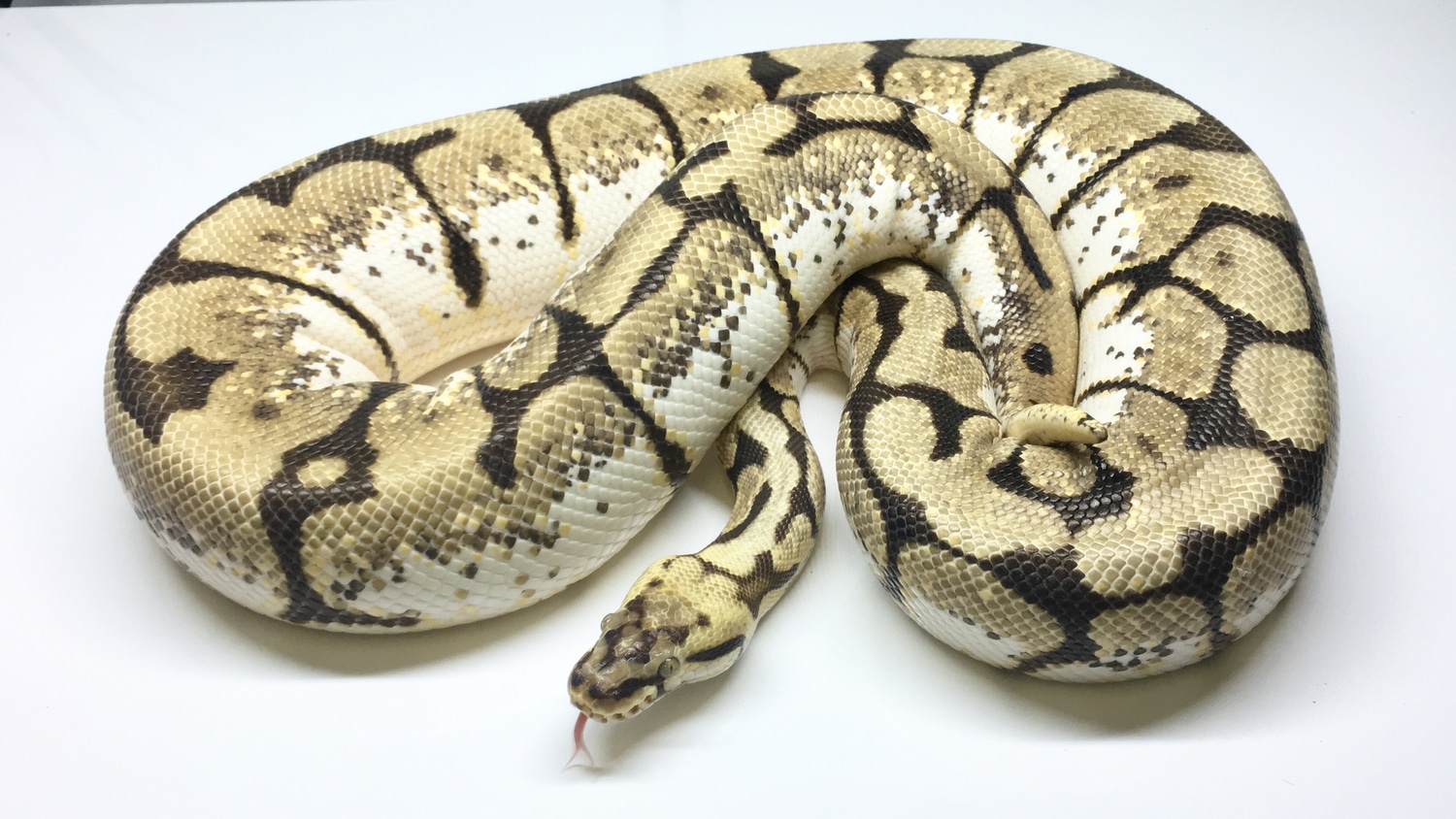 Bumblebee Ball Python by MJ’s Pythons - MorphMarket