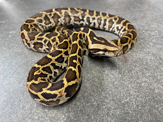 Normal Triple Het Granite Albino Caramel Burmese Python by MJ’s Pythons