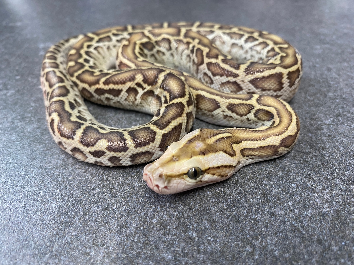 Hypo Triple Het Albino Granite Caramel Burmese Python by MJ’s Pythons ...