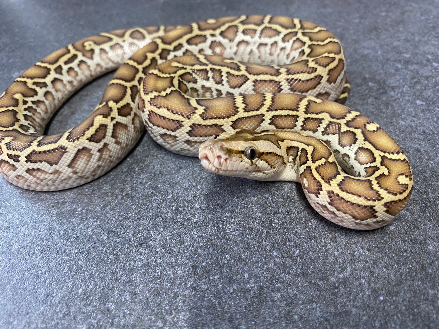 Hypo Het Albino Het Granite Poss Het Caramel Burmese Python by MJ’s ...