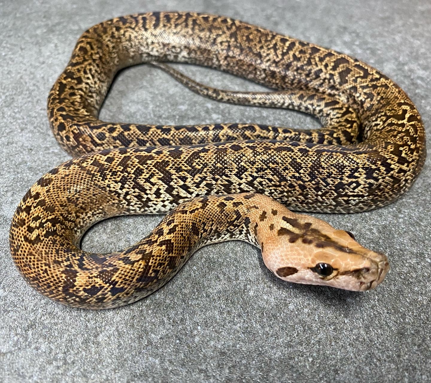 Granite Het Albino Het Caramel Burmese Python by MJ’s Pythons - MorphMarket