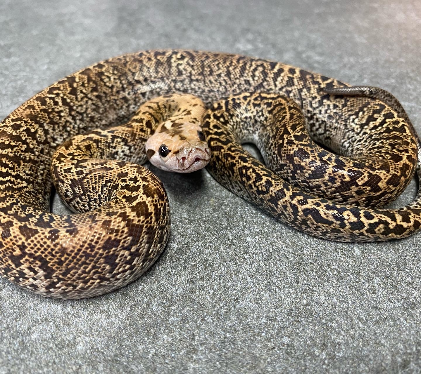 Granite Het Albino Het Caramel Burmese Python by MJ’s Pythons - MorphMarket