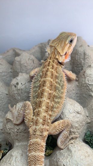 Translucent Possiblly Het Hypo 100% Het Zero FREE SHIPPING Central ...