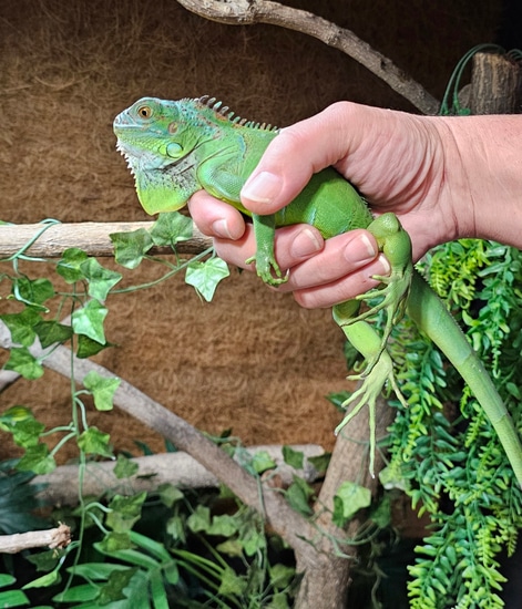 Green Iguana by S&A Exotics