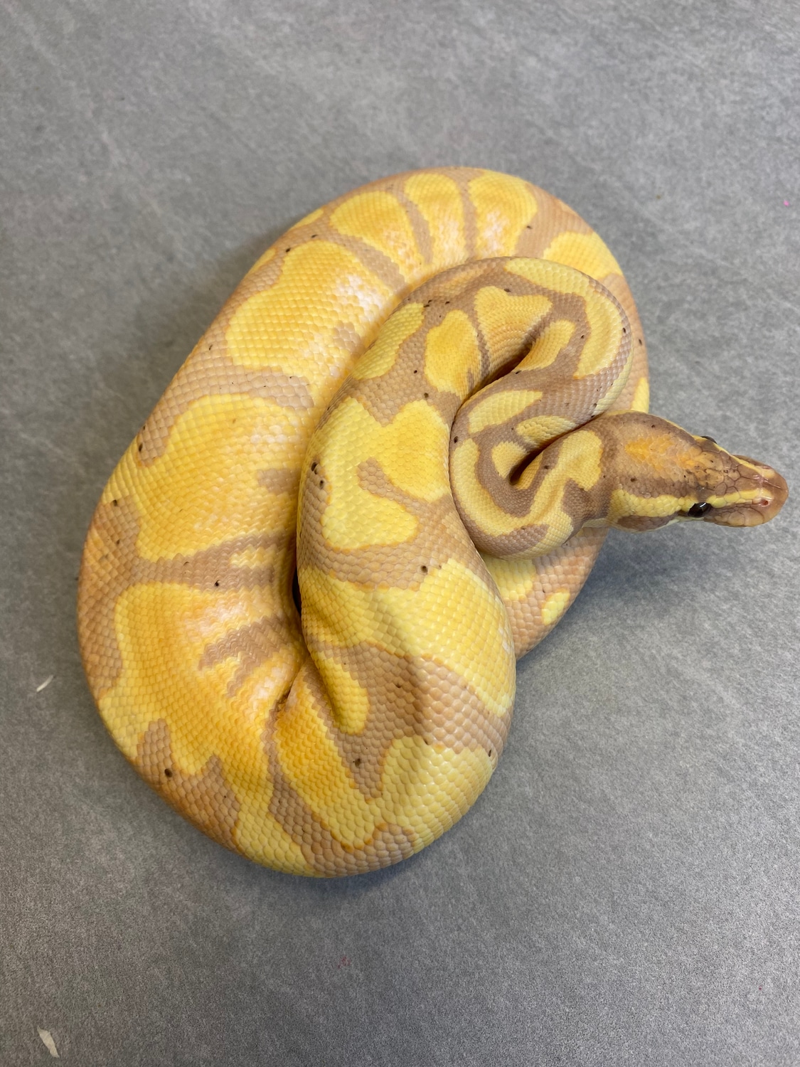 Banana Enchi Het Pied Ball Python by New Gene Balls - MorphMarket