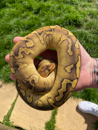 Tango Leopard Champagne 100% Het Hypo Ball Python by New Gene Balls