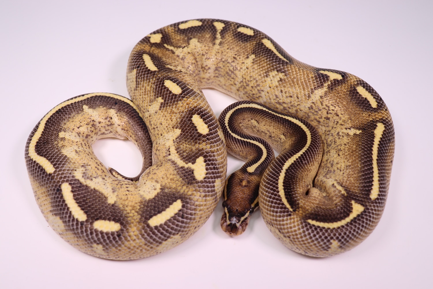 Freeway Ball Python by MASMA Reptiles - MorphMarket