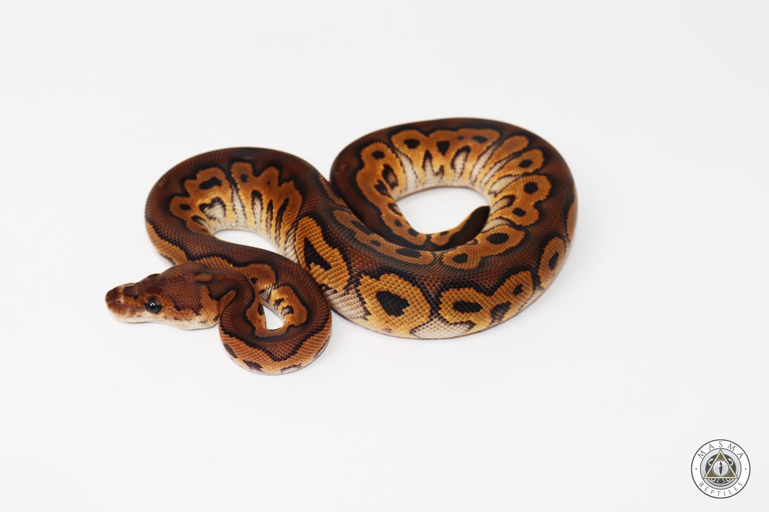 Black Pastel Clown Ball Python by MASMA Reptiles - MorphMarket