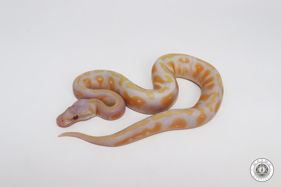 Super Pastel Lavender 66% Het Pied Ball Python by MASMA Reptiles