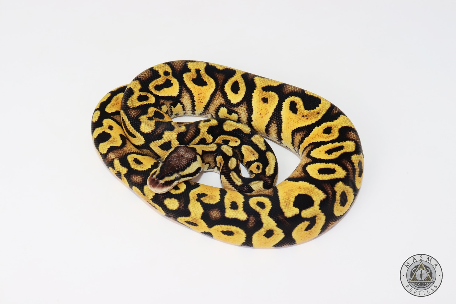 Pastel Gravel Or YB Het Clown Ball Python by MASMA Reptiles - MorphMarket