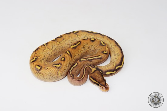 Highway Het Clown Ball Python by MASMA Reptiles