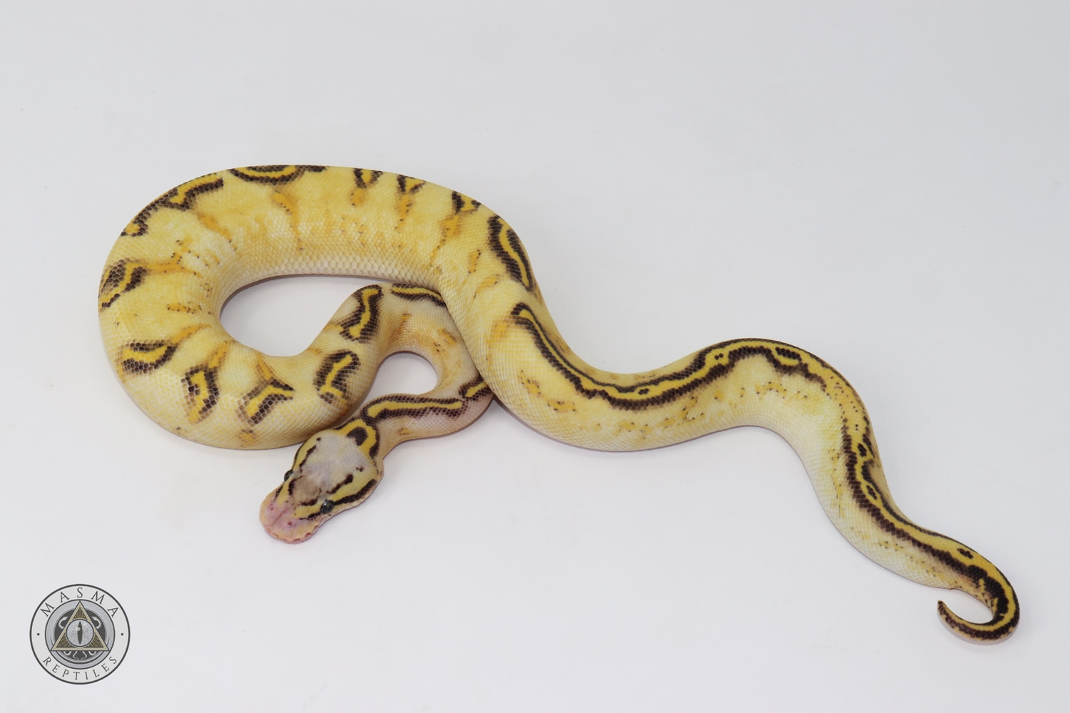 Pastel Highway Het Clown Ball Python by MASMA Reptiles - MorphMarket