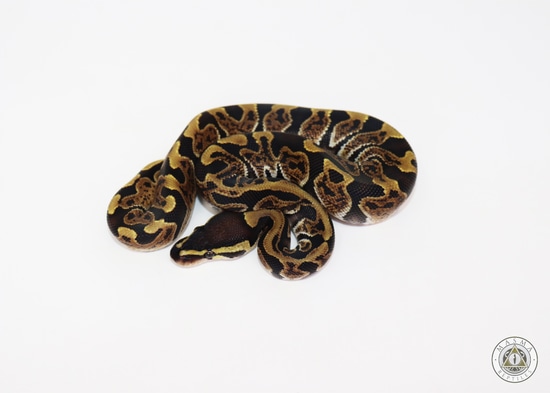 GHI Het Puzzle Ball Python by MASMA Reptiles