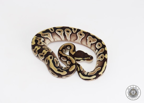 Mojave Het Puzzle Ball Python by MASMA Reptiles