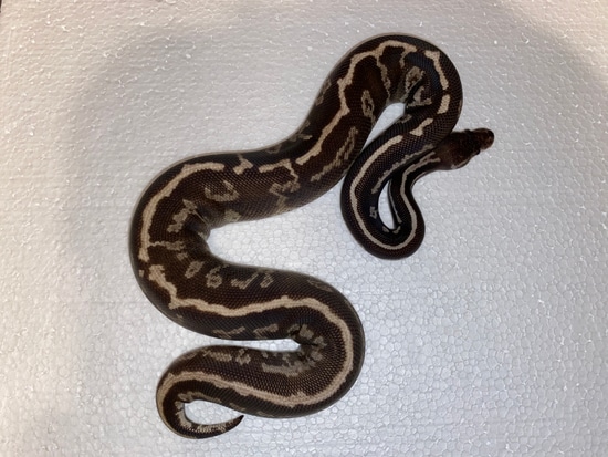 Super LC Black Magic Lesser Pos Cinnamon Ball Python by Geeky Balls