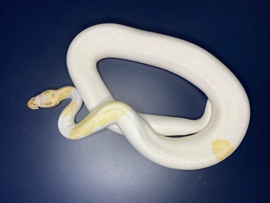 Citrus Hypo Pied Pastel Vanilla Creed Ball Python by Geeky Balls