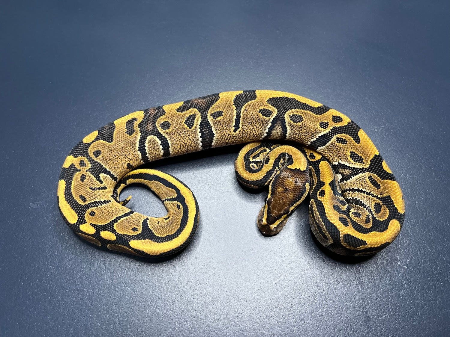 Vanilla Triple Het Tsk Ax Citrus Hypo Pied Ball Python by Geeky Balls ...