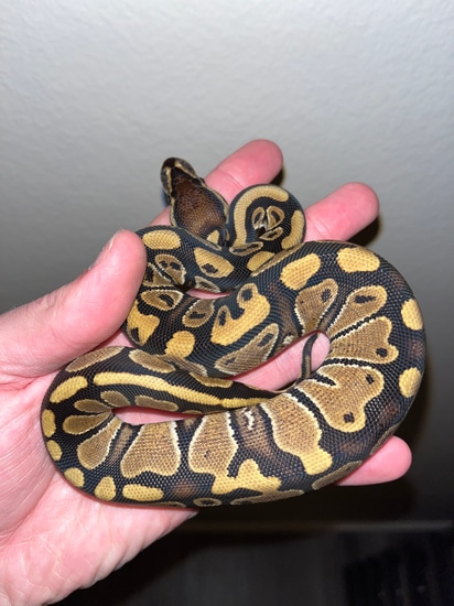 Normal Female Ball Python by Geeky Balls