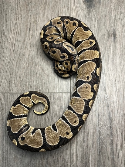 Adder Female Ball Python by Geeky Balls