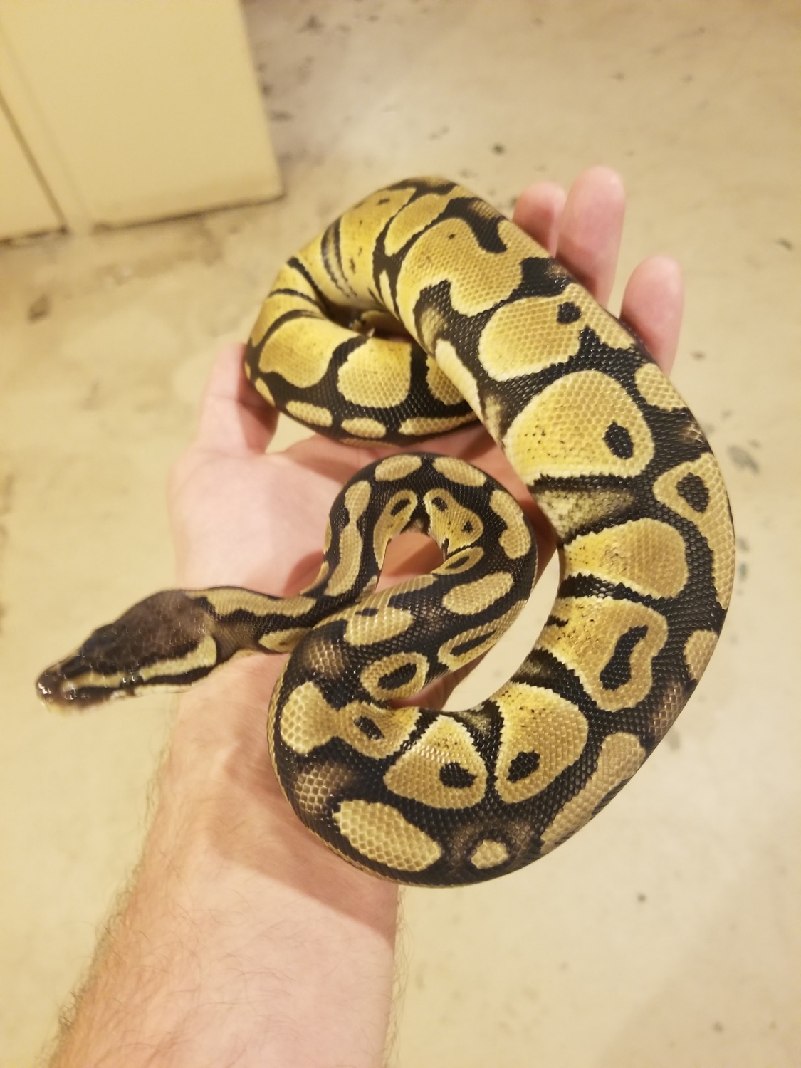 Pastel 100% Het Vpi Axanthic 100% Het Genetic Stripe Ball Python by ...