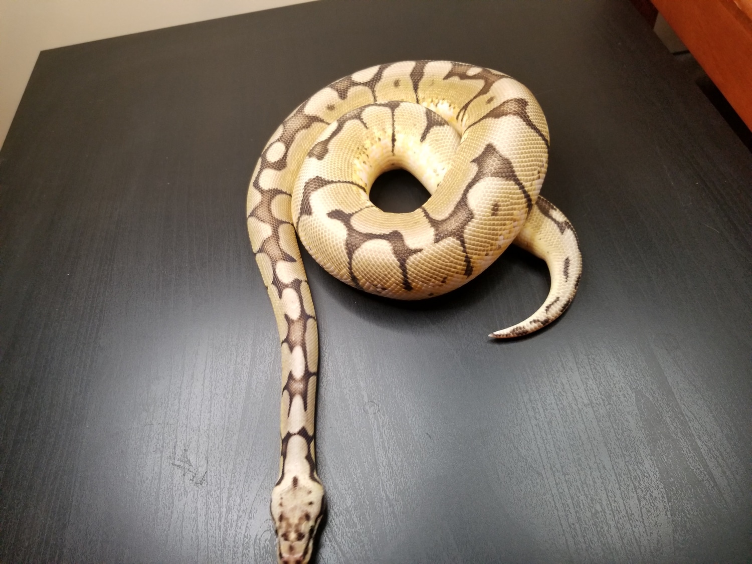 Bumblebee DH Vpi Axanthic/ Genetic Stripe $325 Shipped Ball Python by ...