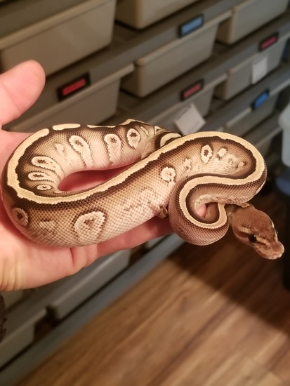 Cypress Mojave Het Vpi Axanthic Ball Python by Mason Mutations