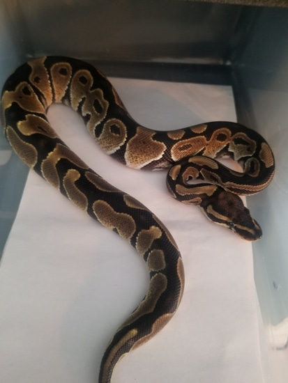 100% Het VPI Axanthic Ball Python by Mason Mutations
