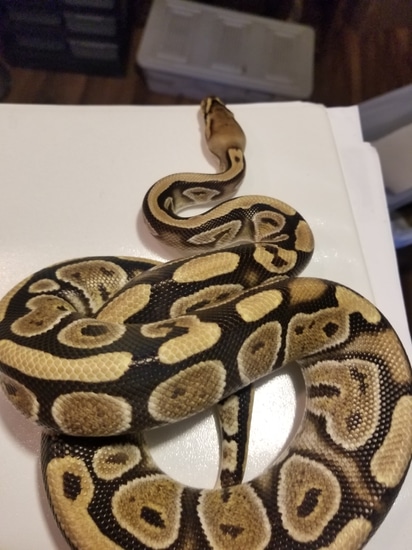Cypress 100% Het VPI Axanthic Ball Python by Mason Mutations