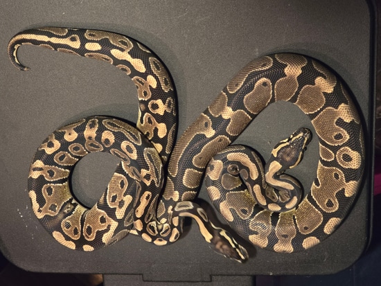 1.4 DH VPI Axanthic Pied Ball Python by Mason Mutations