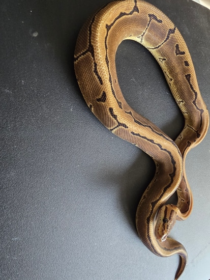 Pinstripe Dh VPI Axanthic Hypo 66% Het Pied Ball Python by Mason Mutations