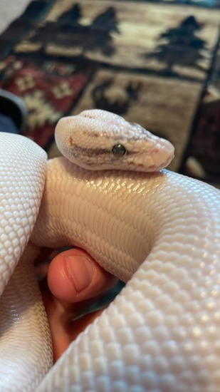 Super Pastel Leopard Ivory Ball Python by Interstate Mason Dixon Pythons