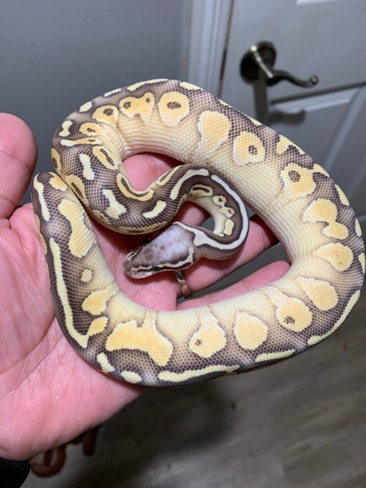Super Pastel Butter Ball Python by Scales Creation