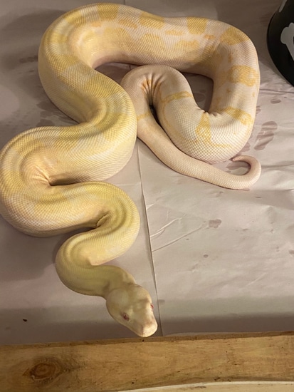 Sharp Albino Motley Breeder Male Boa Constrictor by Scales Creation