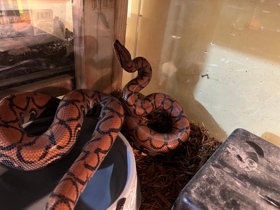 Brazilian Rainbow Boa Boa Constrictor by Scales Creation