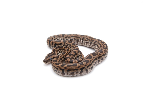 Labyrinth, Het Albino Burmese Python by Kolls Exotics