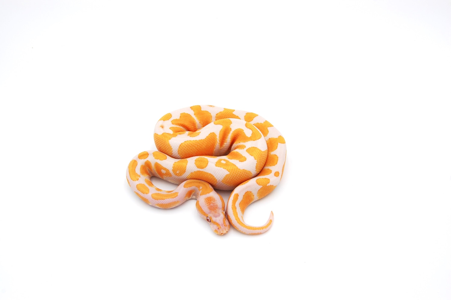 Lavender Albino, Het Piebald Ball Python by Kolls Exotics - MorphMarket