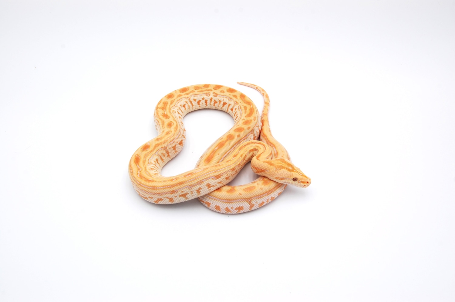 Albino, Hypo, Labyrinth Burmese Python by Kolls Exotics - MorphMarket