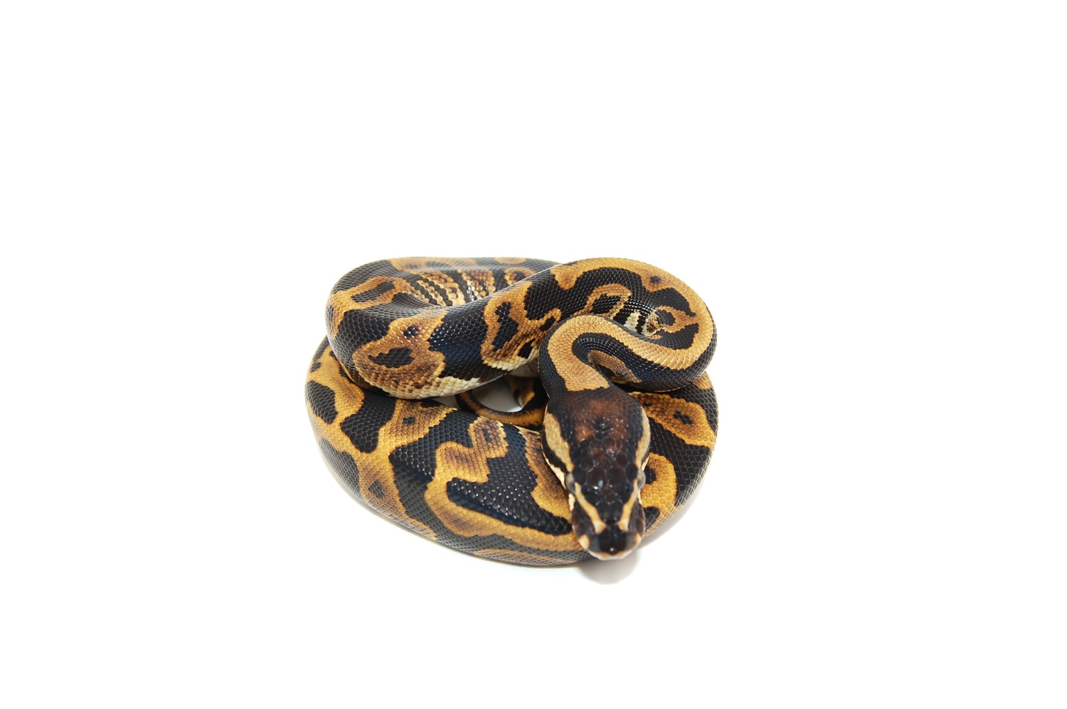 Leopard, 100% Het Ultramel, 100% Het Piebald, 50% Hypo Ball Python by Kolls Exotics - MorphMarket