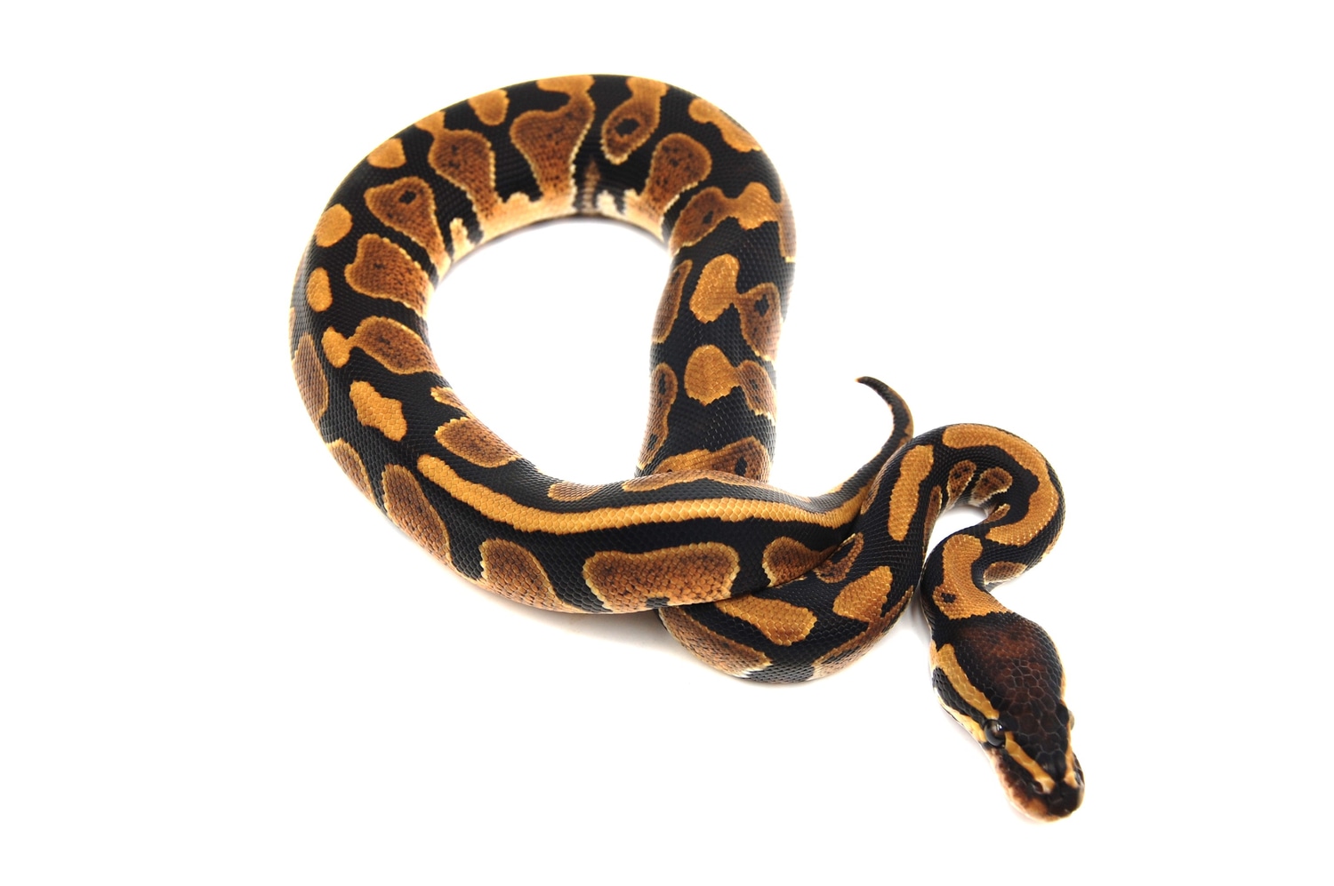 Normal, 100% Het Piebald, 100% Het Ultramel, 50% Hypo Ball Python by Kolls Exotics - MorphMarket