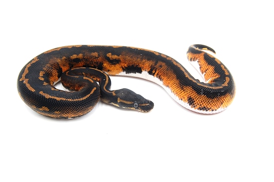 Confusion, Blackhead, Piebald, 50% Het Lavender Ball Python by Kolls Exotics