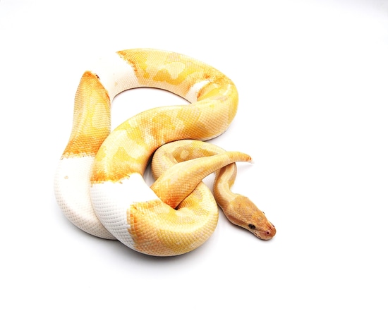 DREAMSICLE Ball Python by Kolls Exotics