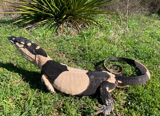Bell's Phase Lace Monitor Other Monitor by Kolls Exotics