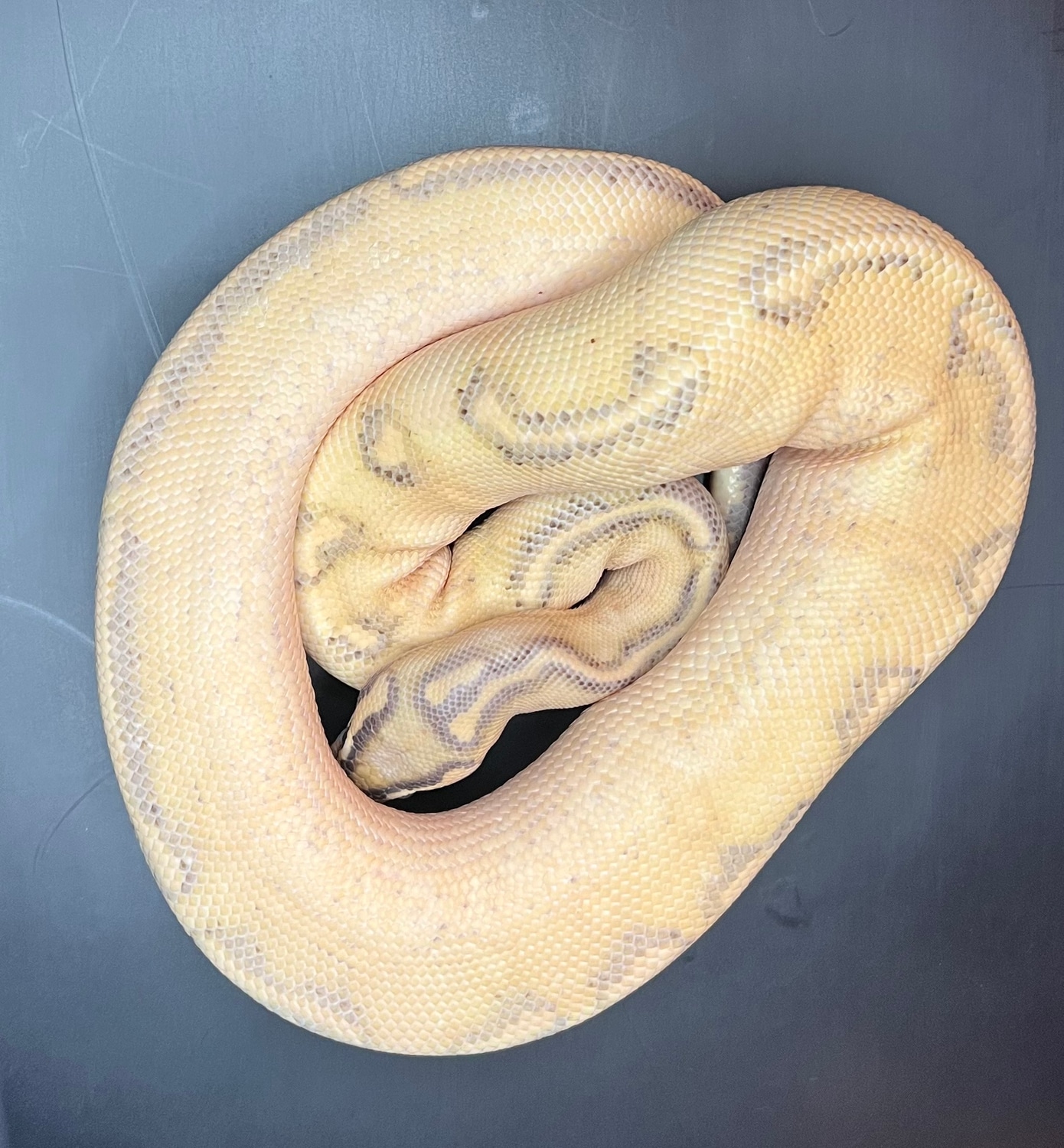 Pastel Highway Ball Python by Volt Reptiles LLC - MorphMarket