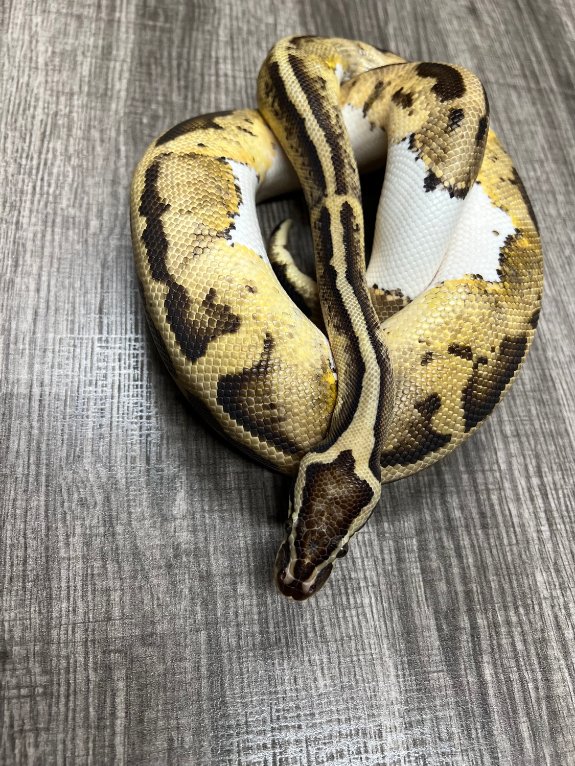 Pied Ball Python by Volt Reptiles LLC - MorphMarket