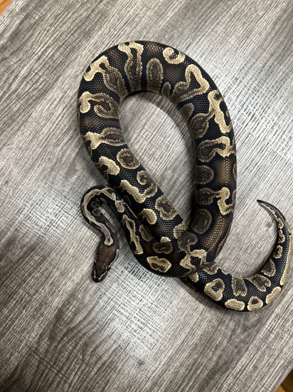 GHI Ball Python by Volt Reptiles LLC