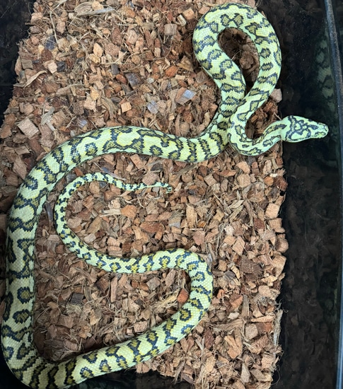 Caramel Diamond Jungle Jaguar Other Carpet Python by Volt Reptiles LLC