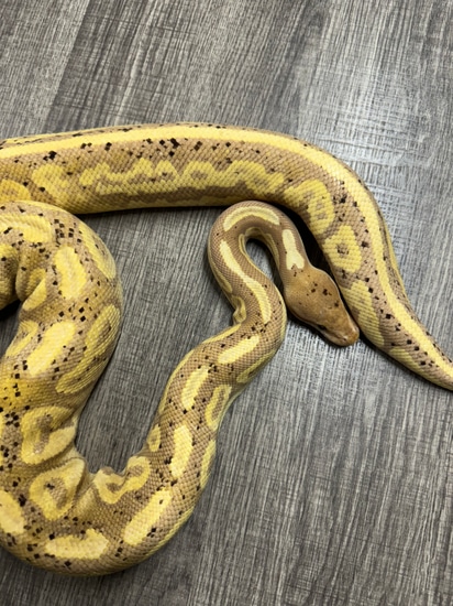 Banana Cinnamon Ball Python by Volt Reptiles LLC