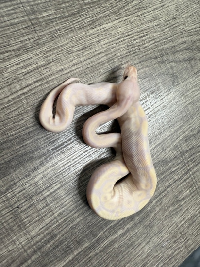 Super Banana Fire Cinnamon Ball Python by Volt Reptiles LLC