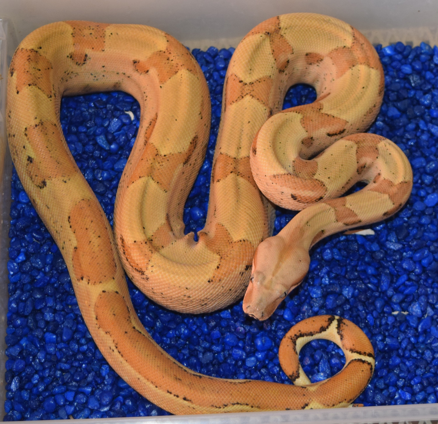 Adult Paraglow Boa Constrictor by Abstract Exotics - MorphMarket